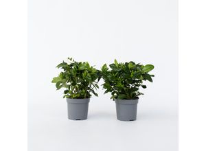 7428471270754 - Plant in a Box - Gardenien - 4 Stk - Gardenia jasminoides - Höhe 20-30cm - Topf 13cm