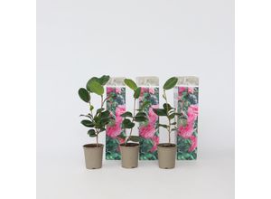 7428473135099 - Plant in a Box - Japanische Rose - 3 Stk - Camellia japonica Bonomiana - Höhe 25-40cm - Topf 9cm