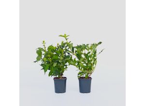 7428472244839 - Plant in a Box - Weigelie - 4er Set - Weigela florida Red Prince - Höhe 25-40cm - Topf 17cm