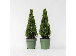 6097225714793 - Plant in a Box - Japanische Stechpalme - 2 Stk - Ilex crenata Jenny - Höhe 55-65cm - Topf 21cm