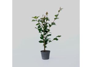 7428471026672 - Plant in a Box - Japanische Rose - Camellia japonica Dr King - Höhe 50-60cm - Topf 15cm