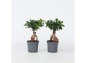 7442924130112 - Plant in a Box - Bonsaibaum - 2 Stk - Ficus microcarpa - Höhe 30-40cm - Topf 12cm