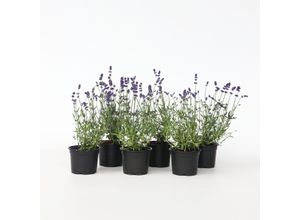 7428475475520 - Plant in a Box - Lavendelpflanzen - 12 Stk - Lavandula angustifolia - Höhe 10-15cm - Topf 11cm