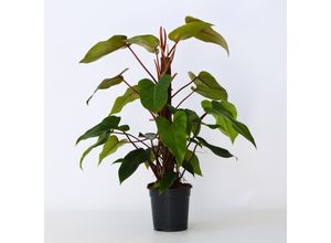 6097222942915 - Plant in a Box - Baumfreund - Philodendron imperial red - Höhe 50cm - Topf 19cm