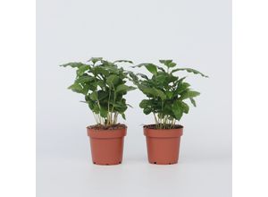 7442924130167 - Plant in a Box - Kaffeepflanze - 2 Stk - Coffea arabica - Höhe 25-40cm - Topf 12cm