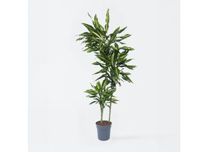 7428478116468 - Plant in a Box - Drachenbaum - Dracaena fragrans Cintho - Höhe 140-150cm - Topf 24cm