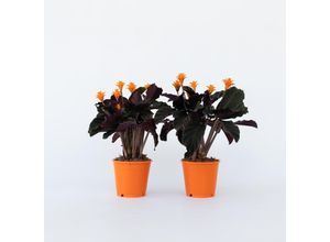 7428472233918 - Plant in a Box - Korbmarante - 2 Stk - Calathea crocata Tassmania - Höhe 40-50cm - Topf 14cm