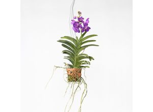 8720079000788 - Plant in a Box - Vanda-Orchidee - Vanda Blue - Höhe 45-55cm - Topf 12cm