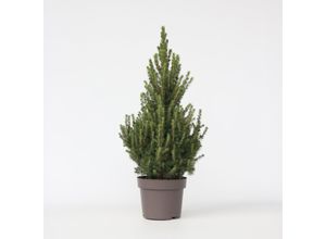 6097234475470 - Plant in a Box - Mini-Weihnachtsbaum - Picea glauca conica December - Höhe 75-85cm - ø21cm