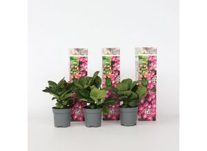 7428479389243 - Plant in a Box - Hortensie - 3 Stk - Hydrangea macrophylla teller Red Bull - Höhe 25-40cm - Topf 9cm