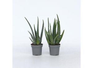 7428477175060 - Plant in a Box - Aloe Vera - 4 Stk - Aloe barbadensis - Höhe 25-40cm - Topf 11cm