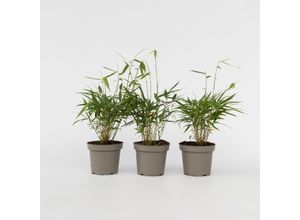 7442924130105 - Plant in a Box - Bambus - 3 Stk - Fargesia scabrida Asian Wonder - Höhe 25-40cm - Topf 13cm