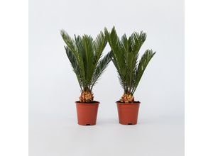 7428471426533 - Plant in a Box - Sagopalmfarn - 2 Stk - Cycas revoluta - Höhe 45-60cm - Topf 15cm