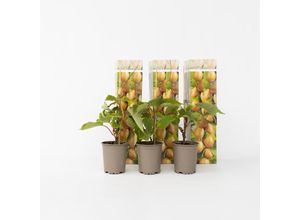 7442924147189 - Plant in a Box - Kiwipflanze - 3 Stk - Actinidia deliciosa Jenny - Höhe 20-40cm - Topf 9cm