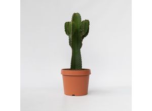 6097225960923 - Plant in a Box - Cowboy-Kaktus - Euphorbia ingens - Höhe 85-95cm - Topf 24cm