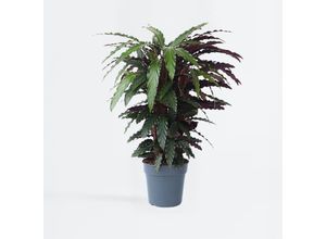 6097233318334 - Plant in a Box - Korbmarante - Calathea Wavestar - Höhe 90cm - Topf 27cm