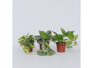 6097249479418 - Plant in a Box - Efeutute - 3 Stk - Philodendron Epipremnum - Höhe 25-40cm - Topf 12cm