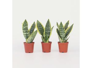 7440848232226 - Plant in a Box - Bogenhanf - 3 Stk - Sansevieria Futura Superba - Höhe 35-40cm - Topf 12cm