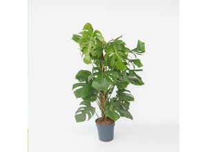 7428471649321 - Plant in a Box - Fensterblatt - Monstera deliciosa - Höhe 120-130cm - Topf 24cm