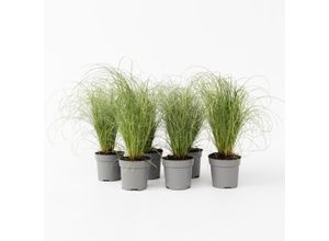 7428479208889 - Plant in a Box - Blaugrünes Schwingel - 6 Stk - Festuca glauca Elijah Blue - Höhe 10-15cm - Topf 9cm