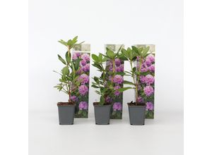 6097232948945 - Plant in a Box - Rhododendren - 3 Stk - Rhododendron catawbiense purple - Höhe 25-40cm - Topf 9cm