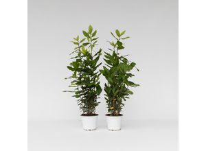 7442924151179 - Plant in a Box - Lorbeerstrauch - 2 Stk - Laurus nobilis - Höhe 30-40cm - Topf 14cm