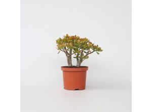 6097257140102 - Plant in a Box - Jadepflanze - Crassula ovata Sunset - Höhe 45-50cm - Topf 23cm