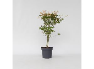 6097224824868 - Plant in a Box - Japanischer Ahorn - Acer palmatum Katsura - Höhe 60-70cm - Topf 19cm