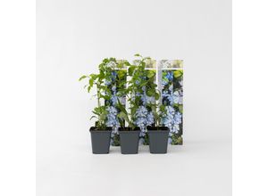 7428478129611 - Plant in a Box - Bleiwurz - 3 Stk - Plumbago auriculata - Höhe 25-40cm - Topf 9cm