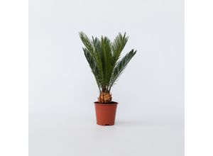 7428474434238 - Plant in a Box - Sagopalmfarn - 4 Stk - Cycas revoluta - Höhe 45-60cm - Topf 15cm