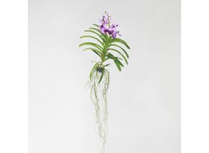 8719322602619 - Plant in a Box - Vanda-Orchidee - Vanda Lila - Höhe 55-65cm