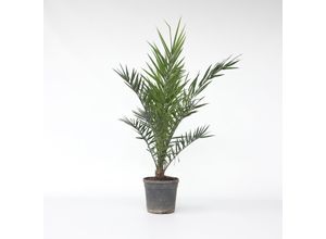 7428478616234 - Plant in a Box - Kanarische Dattelpalme - Phoenix canariensis - Höhe 80-100cm - Topf 19cm