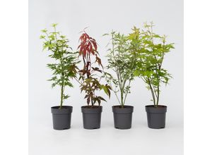 7428471144956 - Plant in a Box - Japanischer Ahorn - 8 Stk - Acer palmatum - Höhe 25-40cm - Topf 11cm