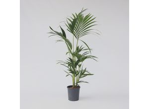 7440848230239 - Plant in a Box - Kentia Palme - Howea forsteriana - Höhe 90-100cm - Topf 18cm