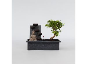 7428472350974 - Plant in a Box - Bonsaibaume - Bonsai - Höhe 25-35cm - Topf 29cm