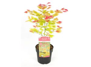 7442924133113 - Plant in a Box - Japanischer Ahorn - Acer palmatum Moonrise - Höhe 40-50cm - Topf 19cm