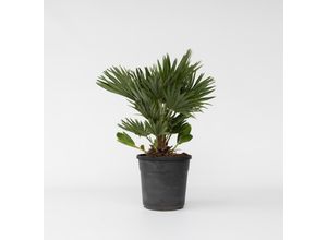 7440848233223 - Plant in a Box - Vulkan Zwergpalme - Chamaerops Vulcano - Höhe 45-55cm - Topf 24cm