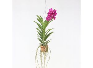 8720079000771 - Plant in a Box - Vanda-Orchidee - Vanda Pink - Höhe 45-55cm - Topf 12cm