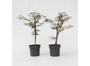 7428470451963 - Plant in a Box - Japanischer Ahorn - 2 Stk - Acer palmatum Garnet - Höhe 60-70cm - Topf 19cm