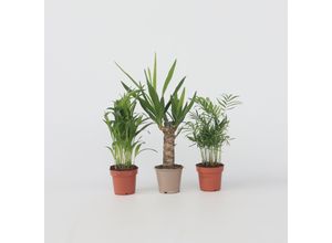 7442924131102 - Plant in a Box - Kleine Zimmerpalmen - 3 Stk - Mini Indoor Palm Mix - Höhe 25-40cm - Topf 12cm