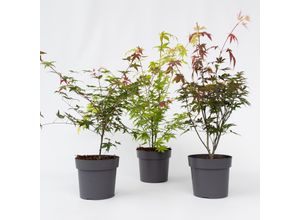 7428472120102 - Plant in a Box - Japanischer Ahorn - 3 Stk - Acer palmatum - Höhe 60-70cm - Topf 19cm