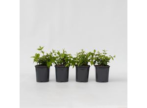 7428473777626 - Plant in a Box - Erdbeerpflanzen - 4 Stk - Deutzia Strawberry Fields - Höhe 25-40cm - Topf 17cm