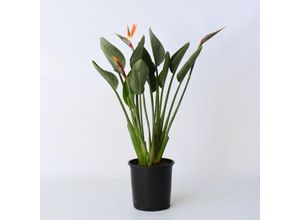 6097225981966 - Plant in a Box - Paradiesvogelblume - Strelitzie - Strelitzia reginea - Höhe 80-100cm - Topf 27cm