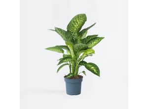 6097239023065 - Plant in a Box - Arum - Dieffenbachia Tropic - Höhe 70-80cm - Topf 24cm