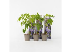 7428479500037 - Plant in a Box - Blauregen - 6 Stk - Wisteria sinensis - Höhe 25-40cm - Topf 9cm