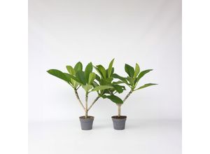 7428473896785 - Plant in a Box - Hawaii-Palme - 2 Stk - Plumeria rubra - Höhe 45-55cm - Topf 17cm