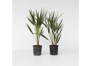 7428479365308 - Plant in a Box - Bergpalme - 2 Stk - Chamaerops humilis - Höhe 50-60cm - Topf 15cm