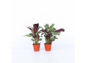 7440848231250 - Plant in a Box - Marante - 2 Stk - Ctenanthe urle-marxii - Höhe 25-40cm - Topf 12cm