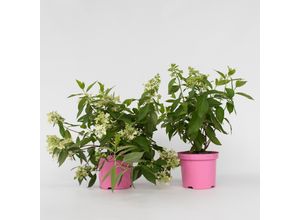 7428477735707 - Plant in a Box - Hortensie - 2 Stk - Hydrangea paniculata Confetti - Höhe 25-40cm - Topf 19cm