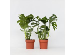 7428472617589 - Plant in a Box - Fensterblatt - 2 Stk - Monstera deliciosa - Höhe 70-80cm - Topf 21cm